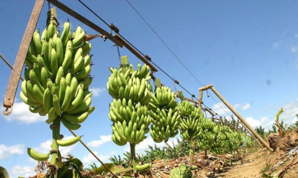 Confirman primer caso de COVID-19 en una finca bananera de Antioquia ...