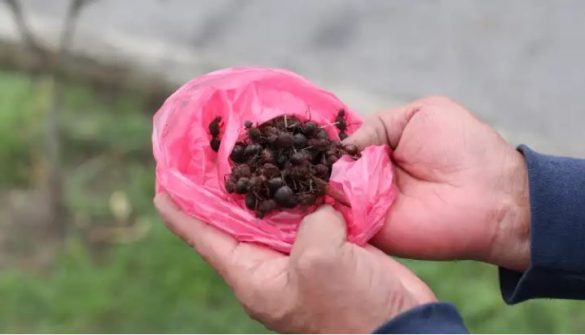 Zompopos de mayo en Guatemala: de dónde salen, cómo se comen y cuál es ...