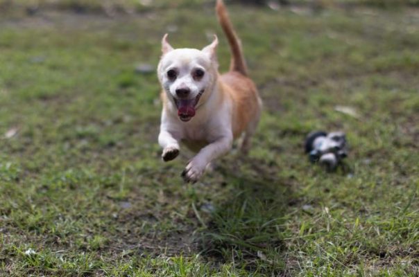 PUERTO RICO: Bayamón muestra con orgullo su centro de atención para ...